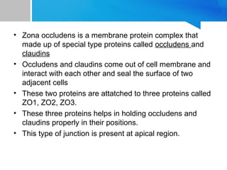 Cellular Junctions | PPT