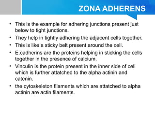 Cellular Junctions | PPT