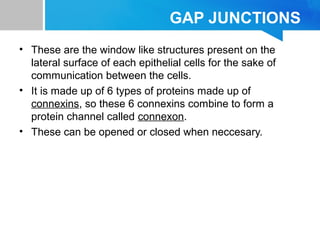 Cellular Junctions | PPT