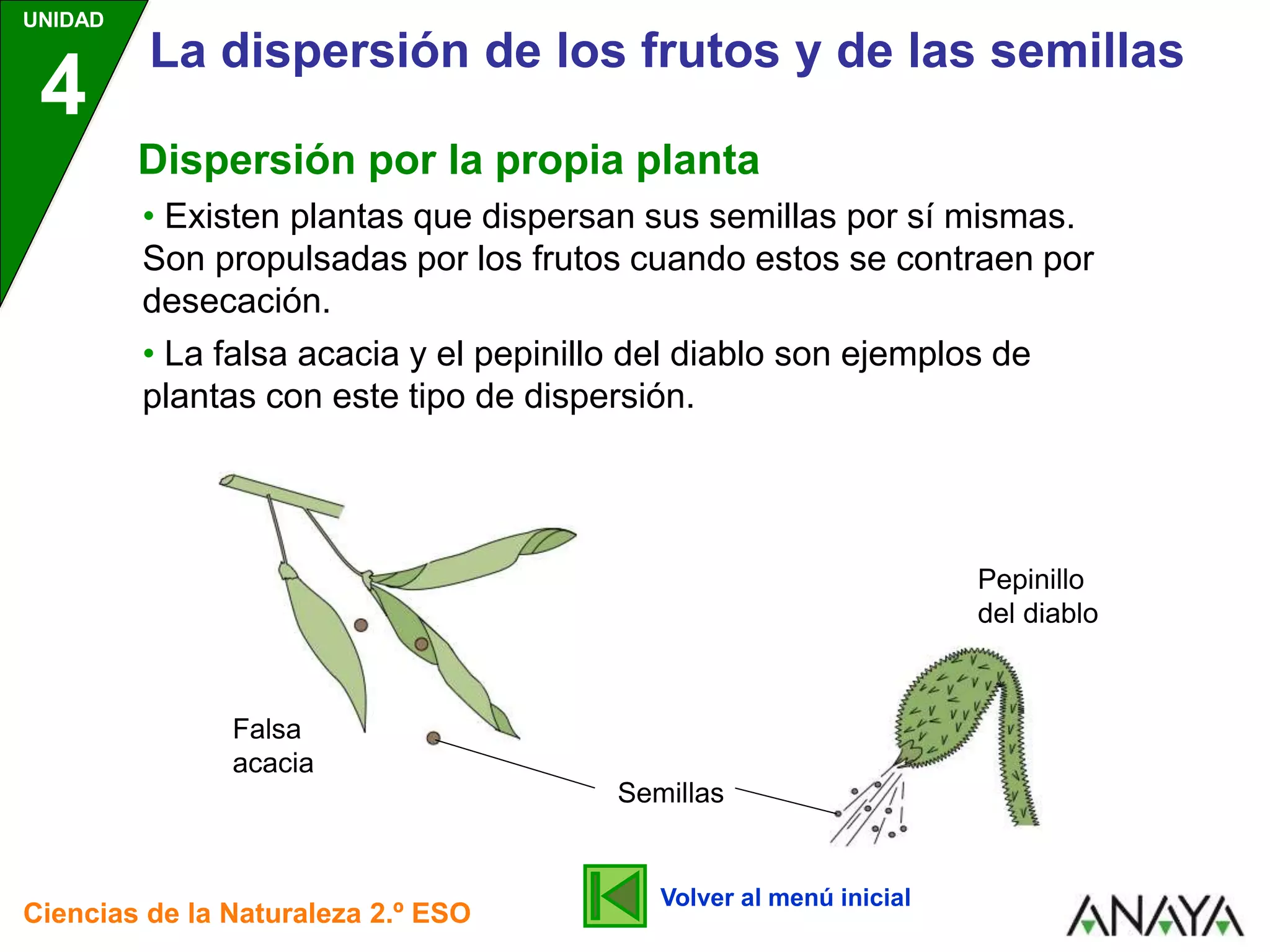 La dispersión de fruto y semillas | PPT