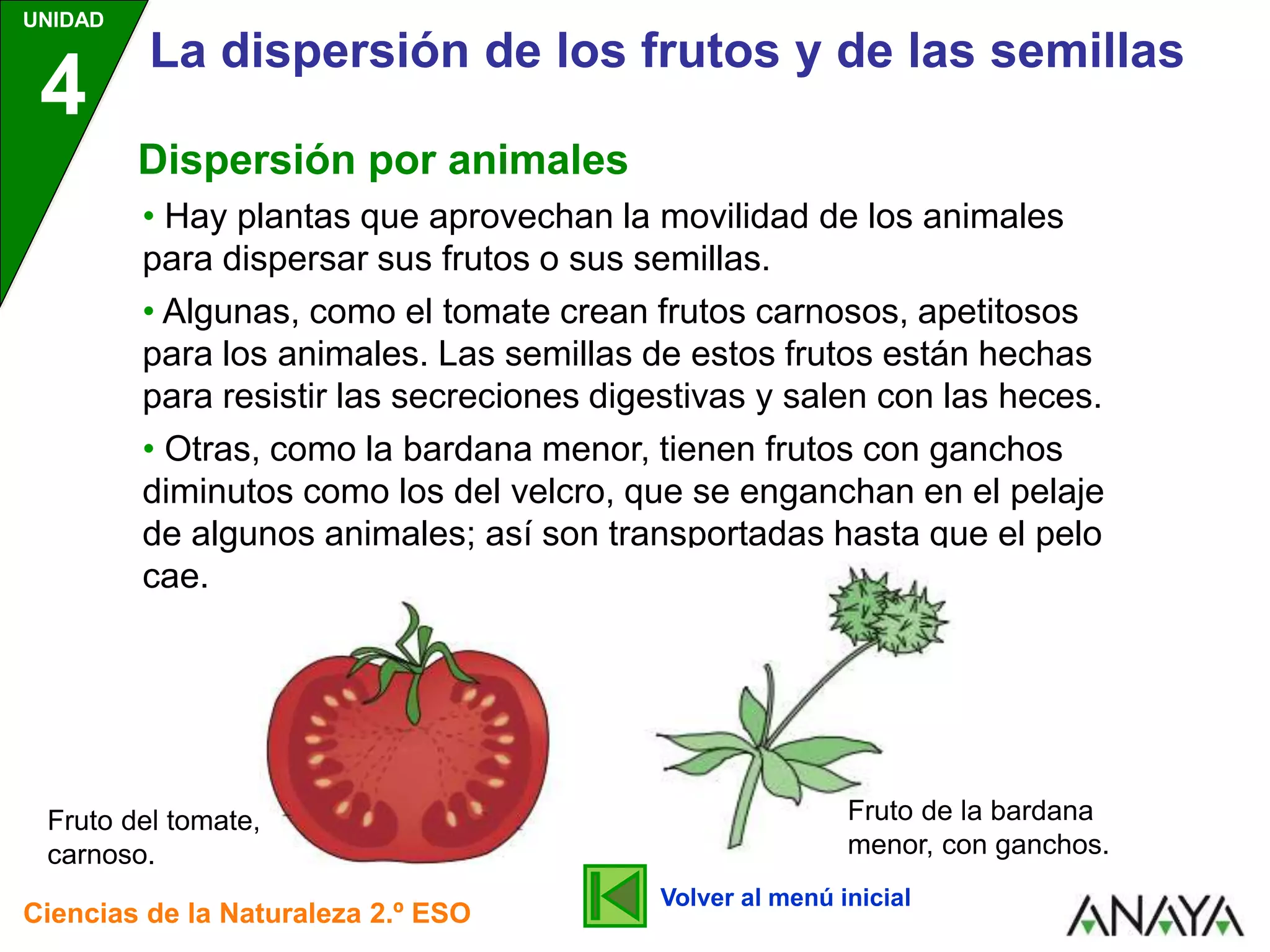 La dispersión de fruto y semillas | PPT