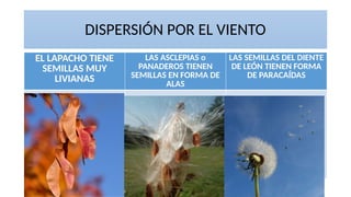 La dispersión de los frutos y las semillas.pptx