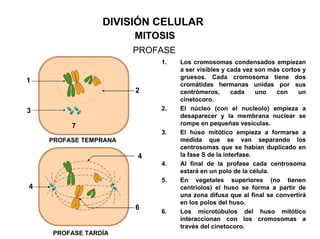 La division celular | PDF