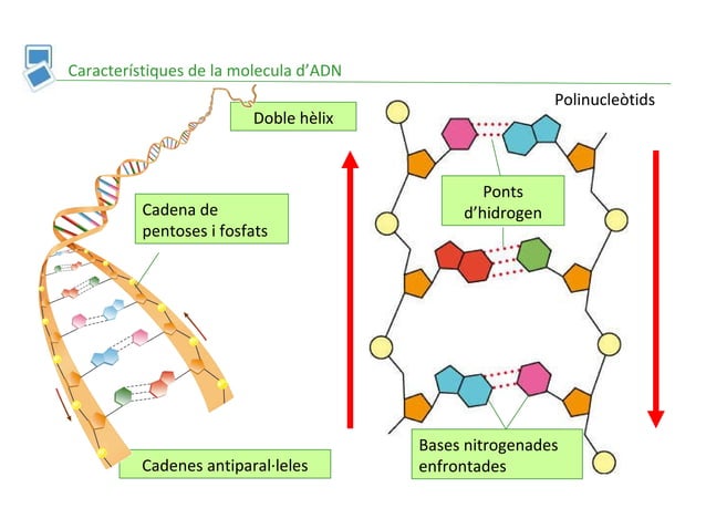 (DNA) L'ADN estructura i funcio | PPS