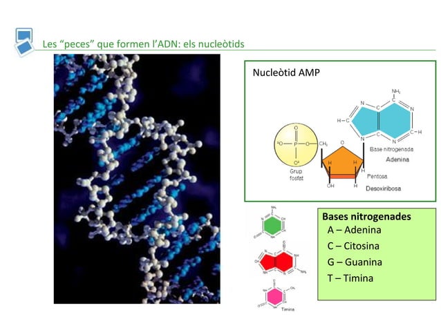(DNA) L'ADN estructura i funcio | PPS