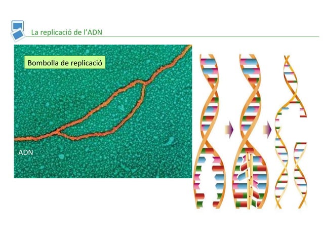 (DNA) L'ADN estructura i funcio | PPS