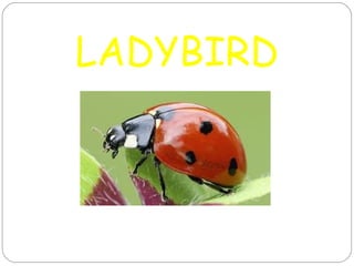 Ladybird | PPT