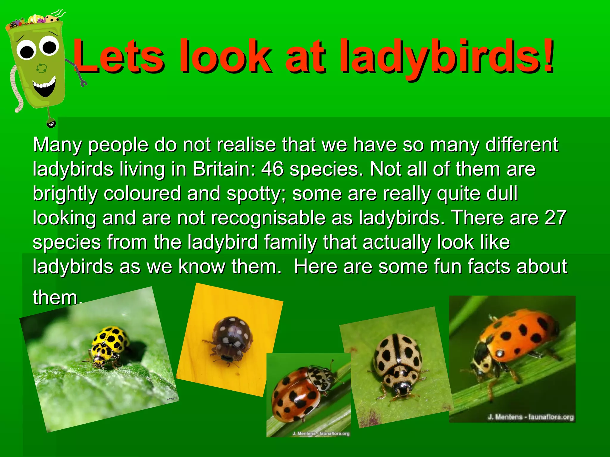 Lady bird | PPT