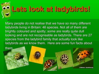 Lady bird | PPT