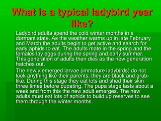 Lady bird | PPT