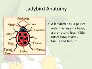 Ladybug Anatomy Diagram