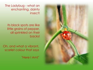 Ladybug | PPT