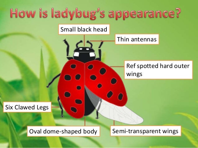 Ladybug Description