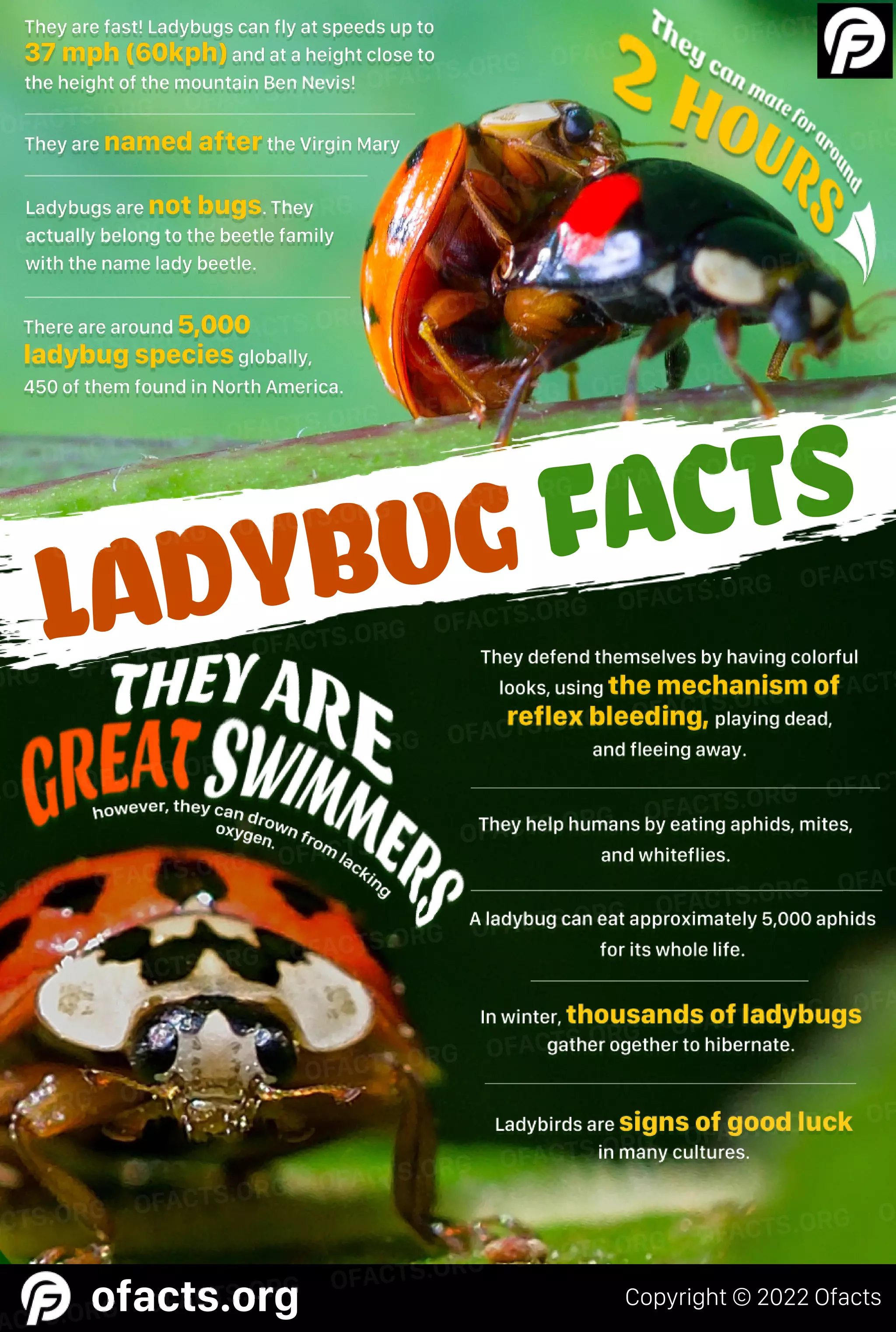Ladybug infographic | PDF