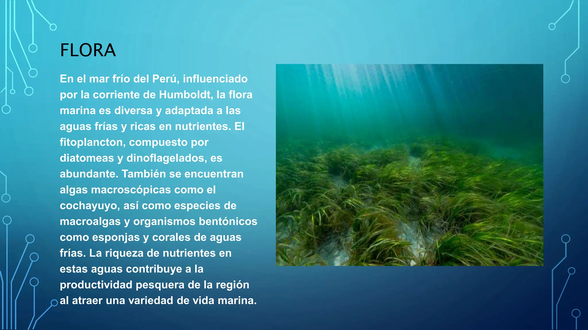 La ecoregion del mar frio - caracteristicas.pptx