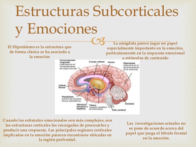 Neuroanatomia Estructuras Corticales Y Subcorticales Cátedra De