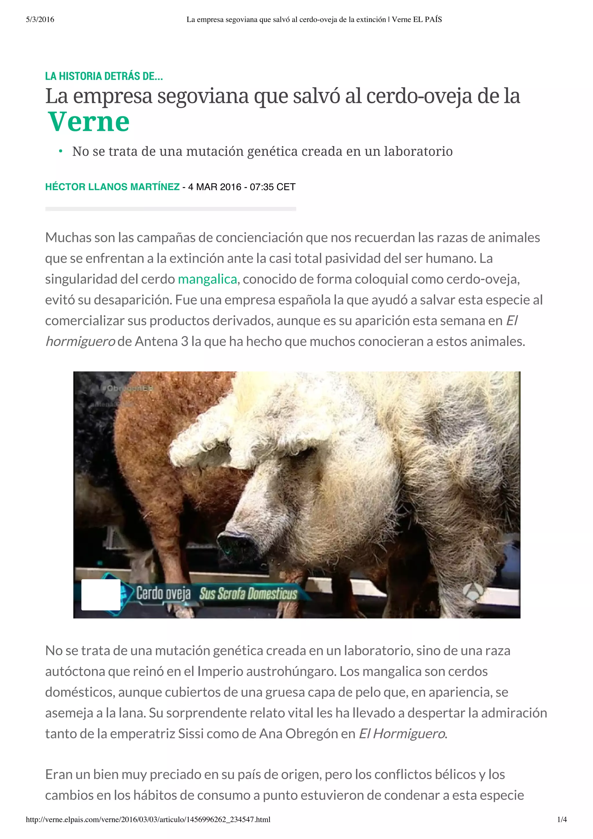 La empresa segoviana que salvó al cerdo oveja de la extinción verne el ...