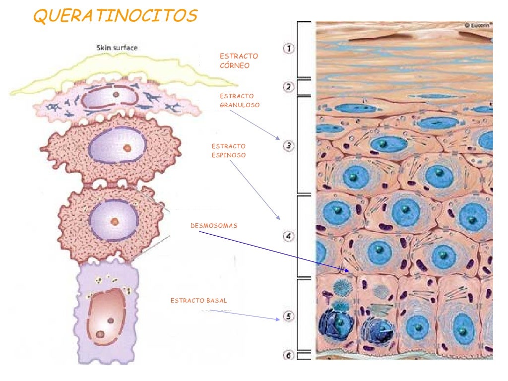 La Epidermis