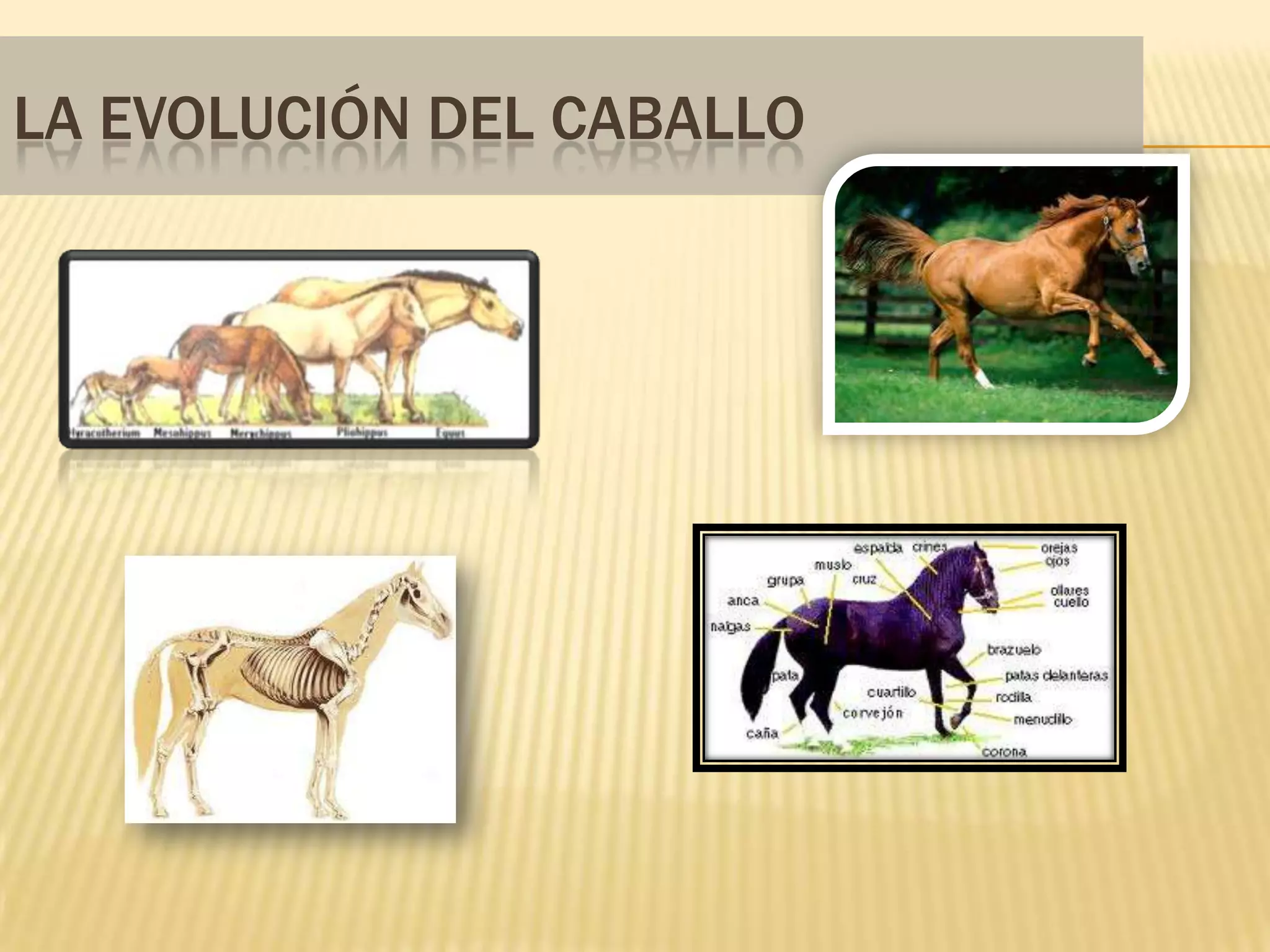 La evolución de los animales | PPT