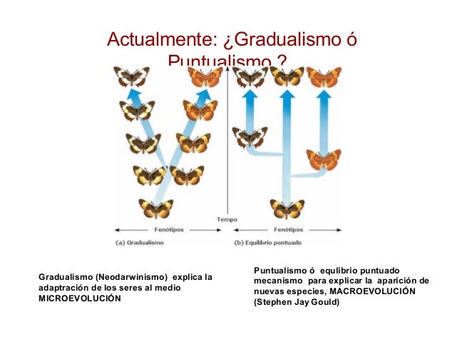 Gradualismo Ejemplos Puntuacionismo Frente Al Gradualismo La