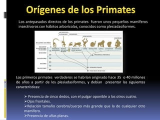 La evolución humana | PPTX
