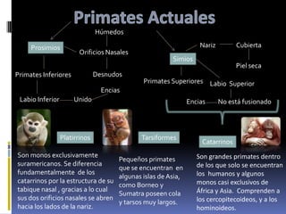 La evolución humana | PPTX