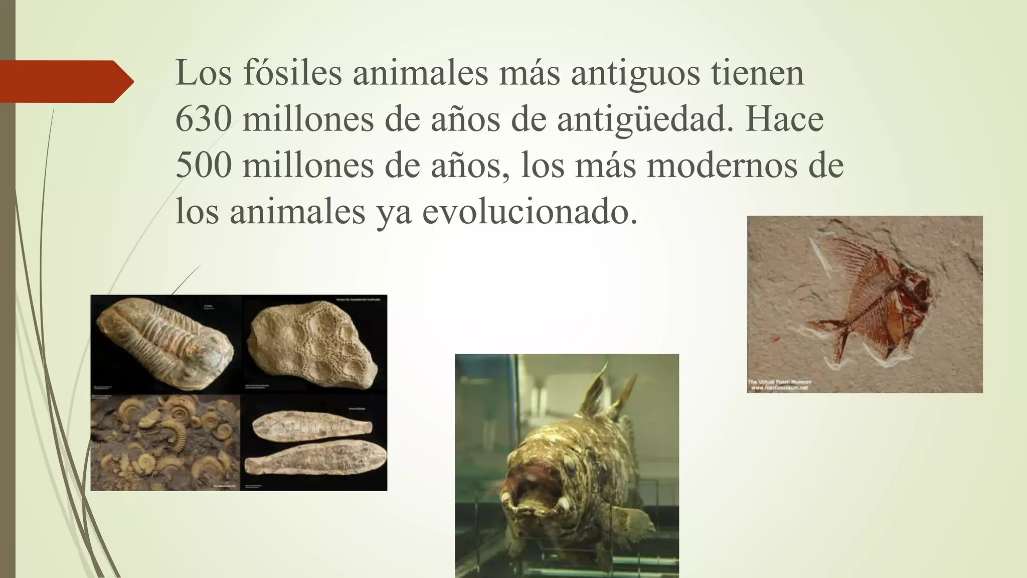 La evolucion de los animales | PPTX