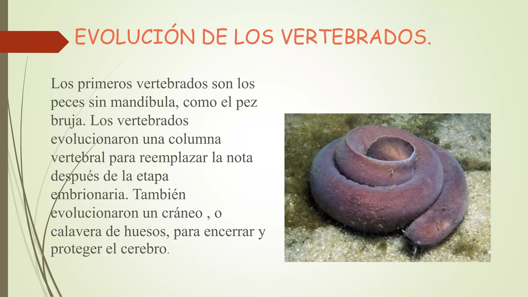 La evolucion de los animales | PPTX