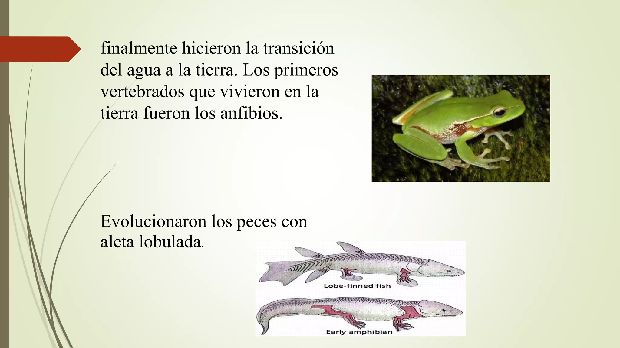 La evolucion de los animales | PPTX