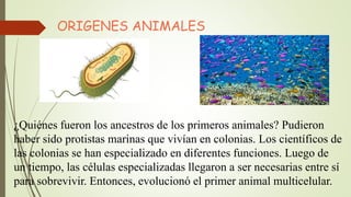 La evolucion de los animales | PPTX