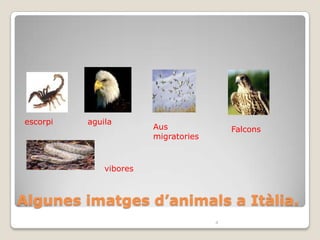 La fauna a Italia | PPTX