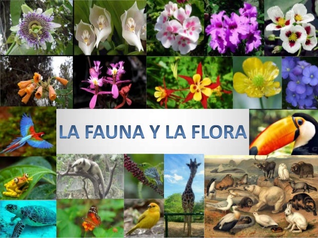 Nuevo Leon Unido: Flora y Fauna