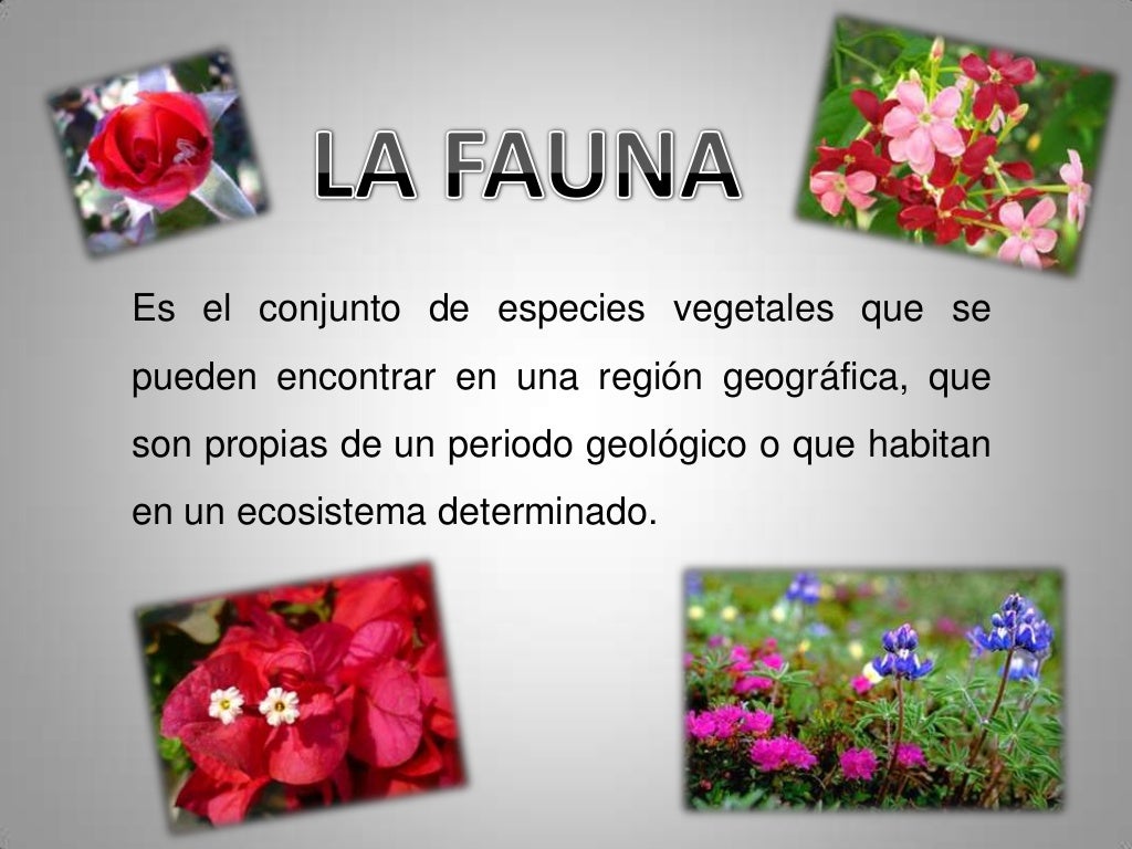 La fauna y la flora diapositivas