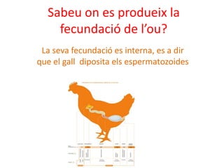 La fecundació de l’ou anais kouly victor | PPT
