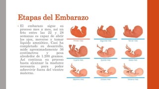 La fecundación | PPTX
