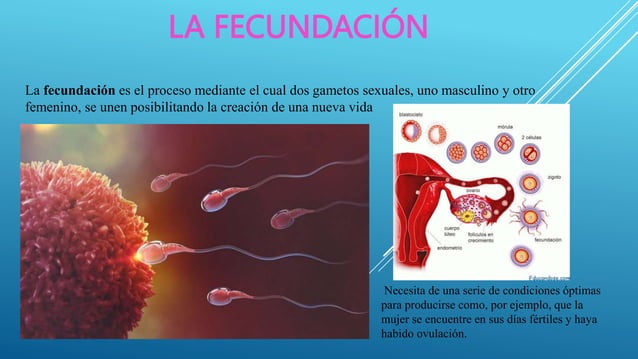 LA FECUNDACION Y SUS PROCESOS.pptx