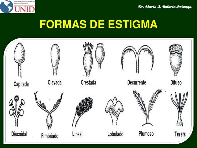 LA FLOR - BOTANICA GERNERAL