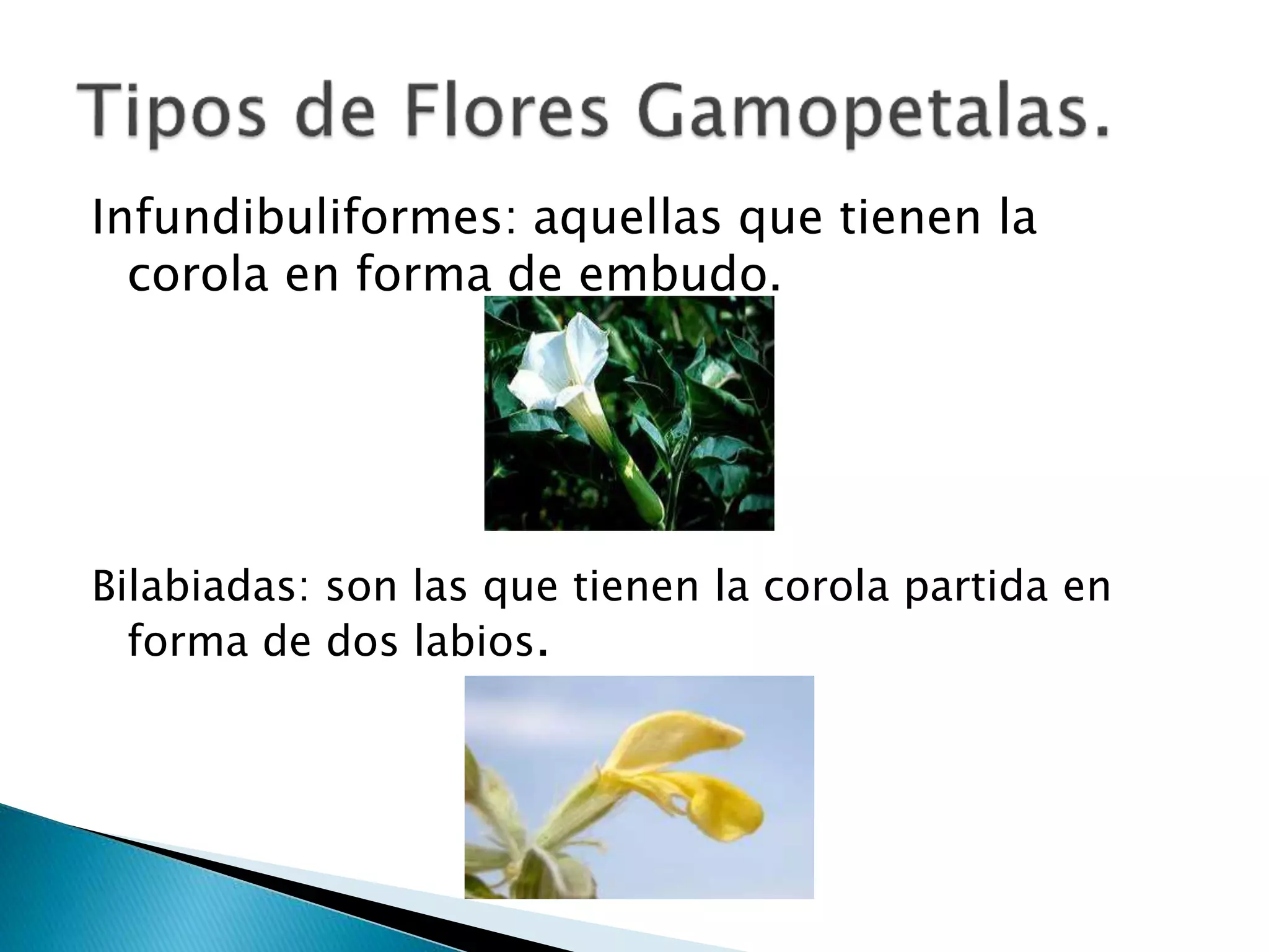 La flor partes descripcion; el gineceo el androceo | PPT