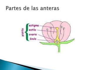 La flor partes descripcion; el gineceo el androceo | PPT