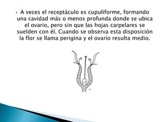 La flor partes descripcion; el gineceo el androceo | PPTX