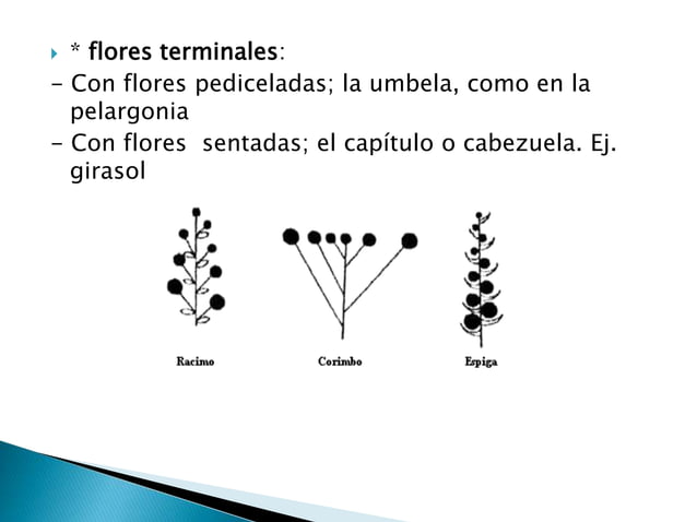 La flor partes descripcion; el gineceo el androceo | PPT