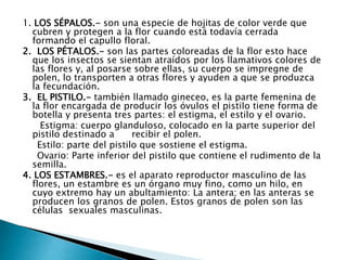 La flor partes descripcion; el gineceo el androceo | PPTX