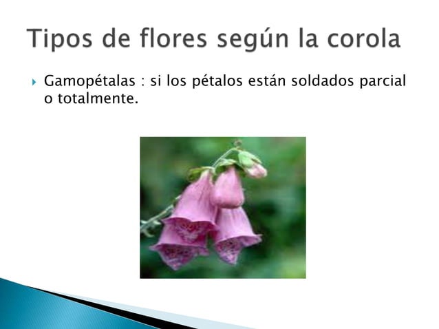 La flor partes descripcion; el gineceo el androceo | PPT