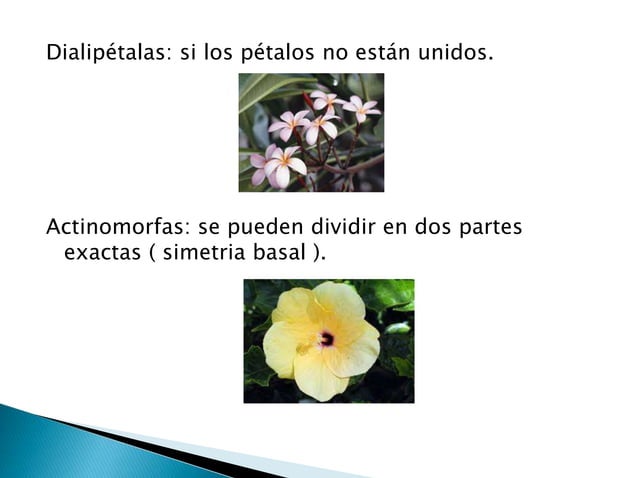 La flor partes descripcion; el gineceo el androceo | PPT