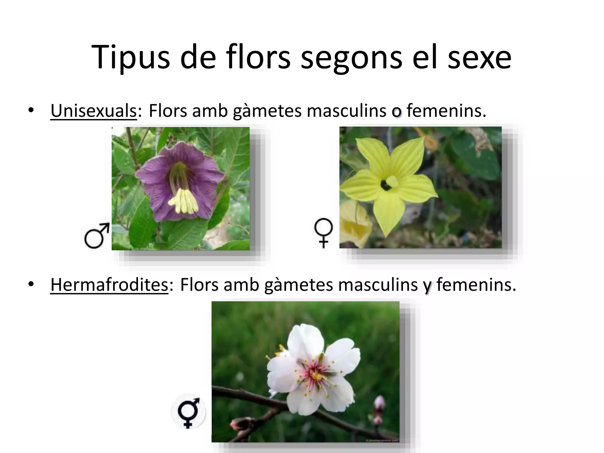 La flor | PPT
