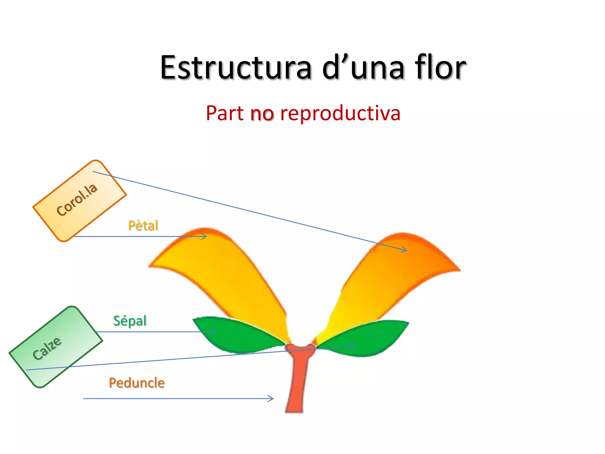La flor | PPT