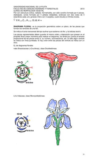 La flor | PDF