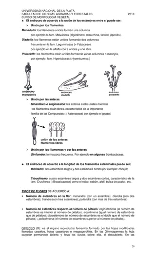 La flor | PDF
