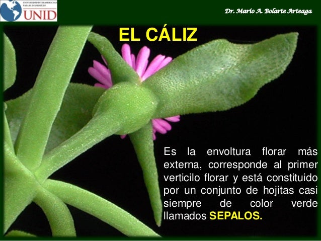 La flor