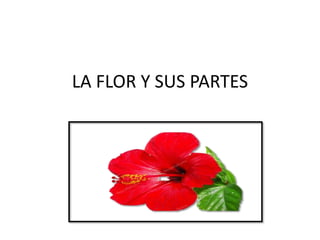 La flor | PPTX